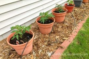 How To Choose The Best Potting Mix For Container Gardening