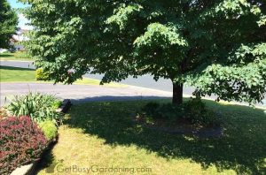 How To Trim Tree Branches Yourself (Step-By-Step Pruning Guide)