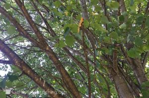 How To Trim Tree Branches Yourself (Step-By-Step Pruning Guide)