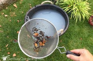 When & How To Bring Plants Inside Without Bugs! - Get Busy Gardening