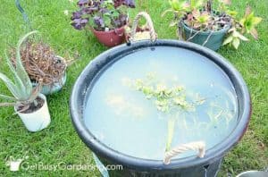 When & How To Bring Plants Inside Without Bugs! - Get Busy Gardening