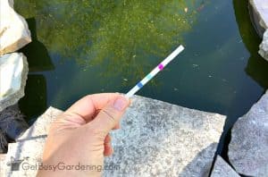 How To Keep Pond Water Clear Naturally (And Get Rid Of Pond Algae)