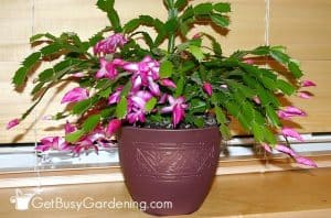 Thanksgiving Cactus Care: How To Grow Schlumbergera truncata