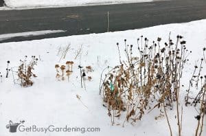 Salt Damage To Plants - How To Fix & Prevent Salt Toxicity In Plants & Soil