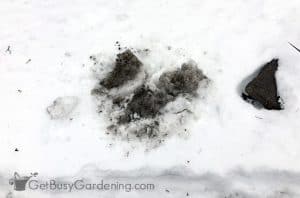 Salt Damage To Plants - How To Fix & Prevent Salt Toxicity In Plants & Soil