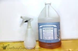 How To Get Rid Of Scale Insects On Houseplants, For Good!