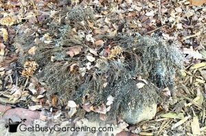 Spring Garden Clean Up Checklist & Cleaning Tips