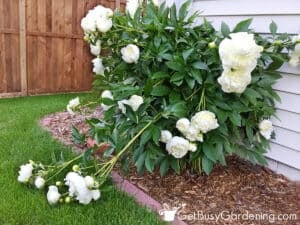 Supporting Peonies & How To Keep Them From Falling Over - Get Busy ...