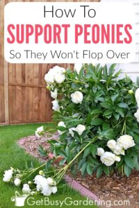 Supporting Peonies & How To Keep Them From Falling Over - Get Busy ...