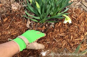 How To Spread Mulch In Your Garden In 4 Easy Steps! - Get Busy Gardening