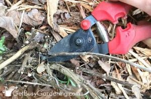 Pruning Russian Sage: Step-By-Step Instructions - Get Busy Gardening