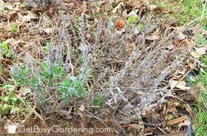 Pruning Lavender: A Step-By-Step Guide - Get Busy Gardening
