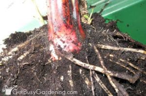 How To Propagate Banana Plants - Get Busy Gardening