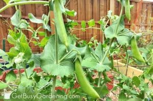 How To Trellis Peas In Your Garden (EASY Guide) - Get Busy Gardening