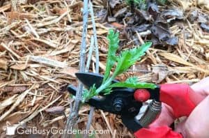 Pruning Russian Sage: Step-By-Step Instructions - Get Busy Gardening