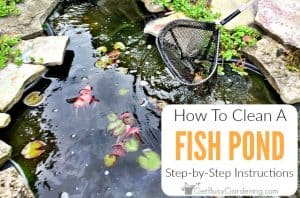 How To Clean Your Fish Pond (Quick & Easy!) - Get Busy Gardening