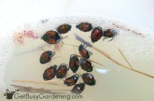 Natural Garden Pest Control Remedies & Recipes - Get Busy Gardening