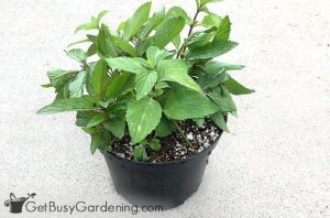 Propagating Mint Plants From Cuttings Step-By-Step - Get Busy Gardening
