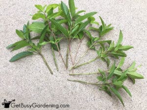 Propagating Mint Plants From Cuttings Step-By-Step - Get Busy Gardening