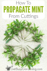 Propagating Mint Plants From Cuttings Step-By-Step - Get Busy Gardening