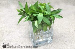 Propagating Mint Plants From Cuttings Step-By-Step - Get Busy Gardening