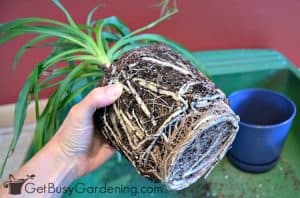How To Propagate Spider Plants In Water Or Soil (5 Easy Steps!) - Get ...