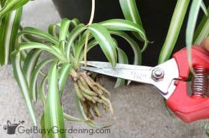How To Propagate Spider Plants In Water Or Soil (5 Easy Steps!) - Get ...