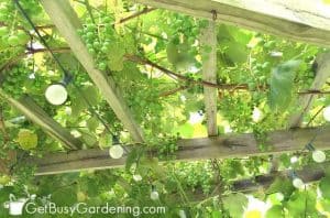 How To Trellis Grapes At Home - Easy Grapevine Vertical Growing Guide