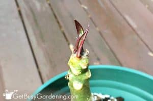 How To Propagate Plumeria Cuttings In 5 Easy Steps