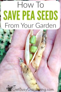 How To Save Pea Seeds From Your Garden - Get Busy Gardening