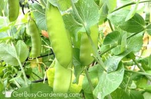 How To Save Pea Seeds From Your Garden - Get Busy Gardening