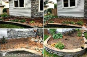 Foundation Planting Basics (Design Tips & Detailed Step-By-Step Guide)
