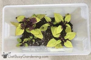 A Cheap & Easy Propagation Box For Rooting Cuttings - Get Busy Gardening