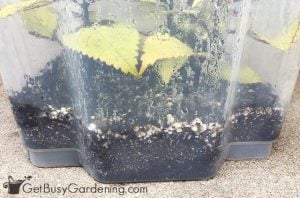 Make A DIY Propagation Box In 3 Easy Steps - Get Busy Gardening