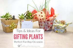 How To Gift A Plant (With Ideas & Inspiration) - Get Busy Gardening