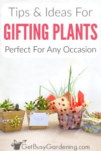 How To Gift A Plant (With Ideas & Inspiration) - Get Busy Gardening