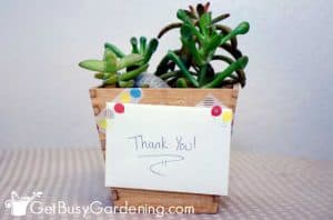 How To Gift A Plant (With Ideas & Inspiration) - Get Busy Gardening