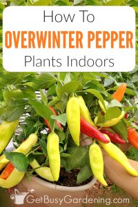 How To Overwinter Pepper Plants Indoors (3 Easy Ways!)