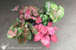How To Overwinter Caladium Bulbs (Storing & Winter Care Tips)