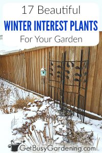 17 Winter Interest Plants For Your Garden - Get Busy Gardening