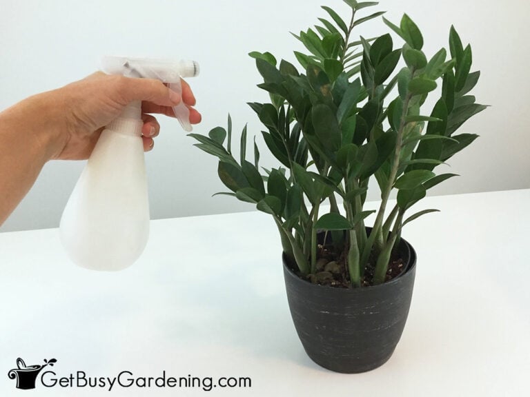 How To Get Rid Of Bugs On Indoor Plants, For Good! - Get Busy Gardening