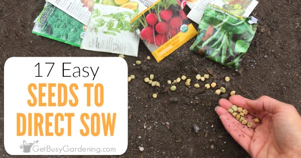 17 Easiest Seeds To Direct Sow - Get Busy Gardening