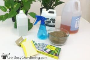 How To Get Rid Of Bugs On Indoor Plants, For Good! - Get Busy Gardening