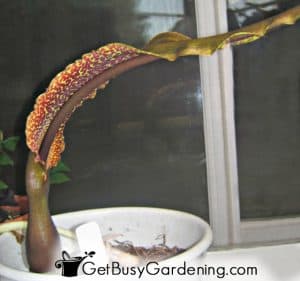 Voodoo Lily Care (Tips On Growing The Voodoo Plant)