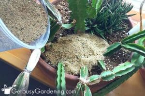 How To Get Rid Of Bugs On Indoor Plants, For Good! - Get Busy Gardening