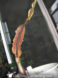 Voodoo Lily Care (Tips On Growing The Voodoo Plant)