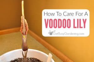 Voodoo Lily Care (Tips On Growing The Voodoo Plant)
