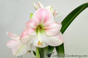 Amaryllis Plant Care Guide: How To Grow Hippeastrum