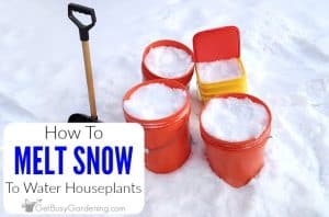 Melted Snow: How To Collect & Store Snow To Water Plants
