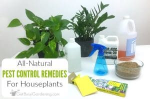 9 Homemade Indoor Plant Bug Sprays & Natural Insecticides - Get Busy ...